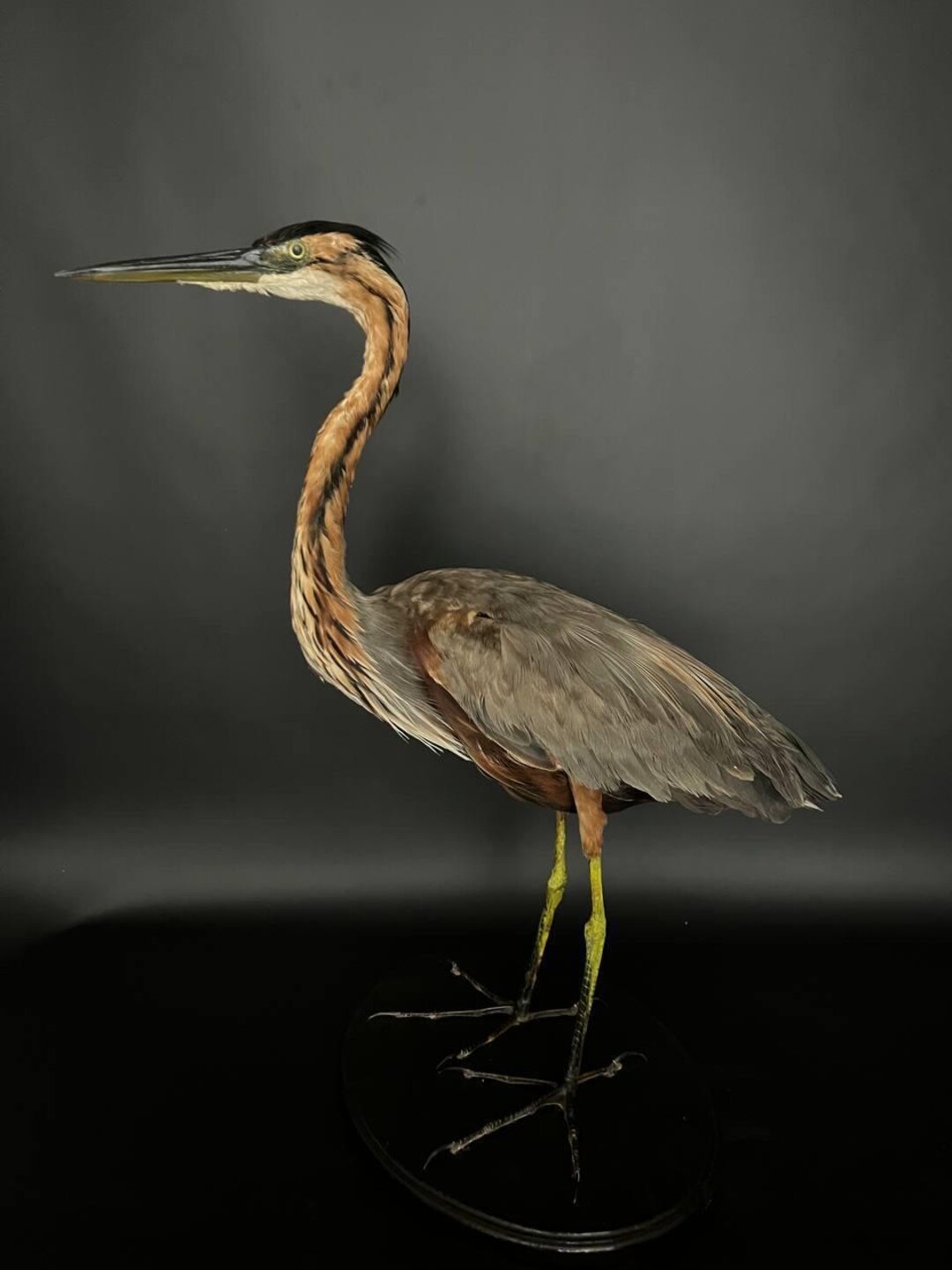 Purple Heron (ardea Purpurea) Taxidermy Stand Mount#2 - Etsy