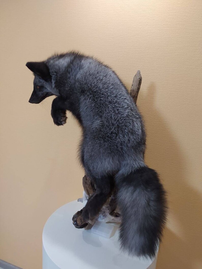 Silver Fox vulpes Vulpes Taxidermy Wall Mount Life Size - Etsy