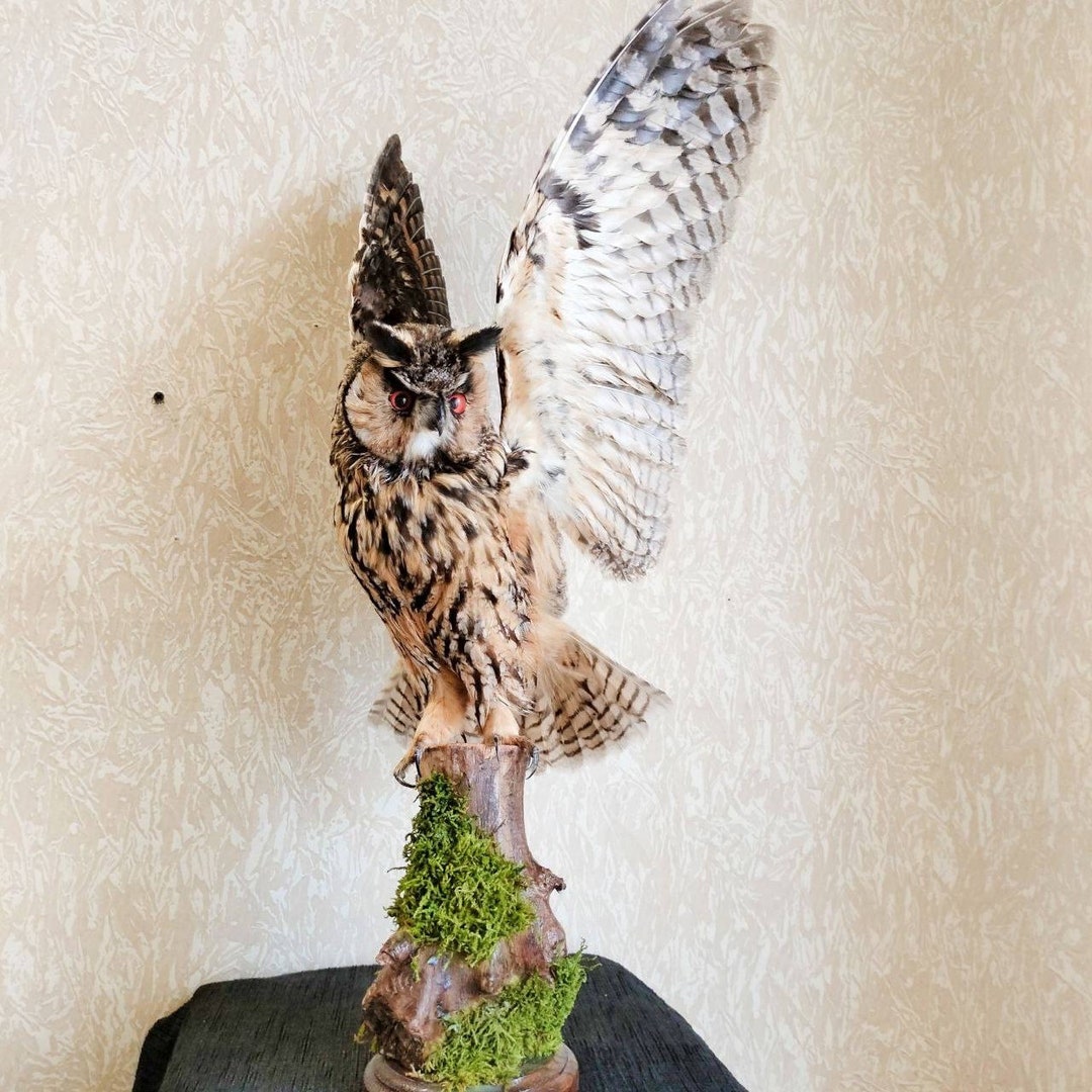 Long Eared Owl Asio Otus Taxidermy Stand Mount - Etsy