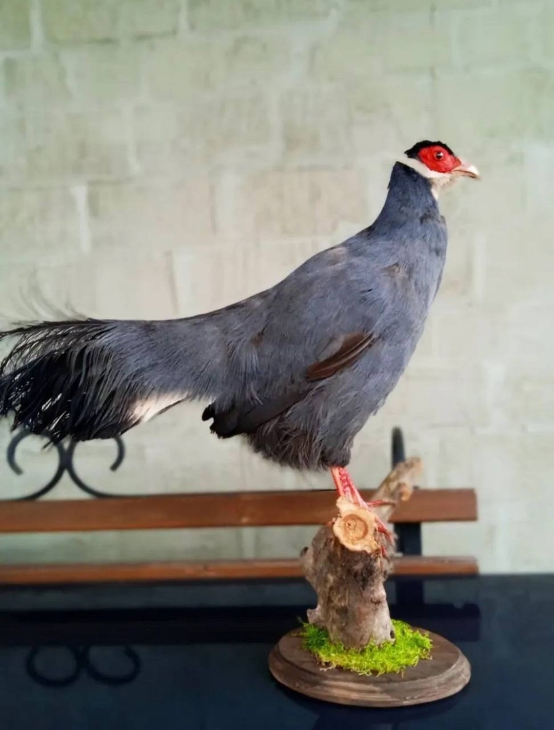 The Blue Eared Pheasant crossoptilon Auritum Taxidermy Stand Mount - Etsy