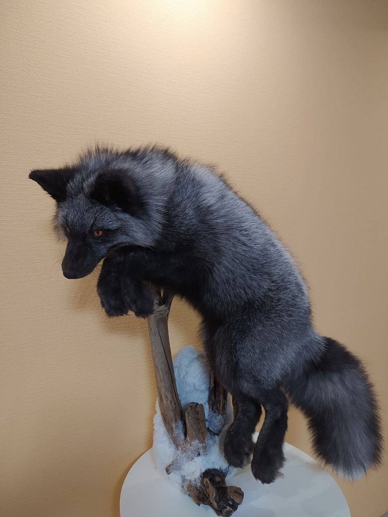 Silver Fox vulpes Vulpes Taxidermy Wall Mount Life Size - Etsy