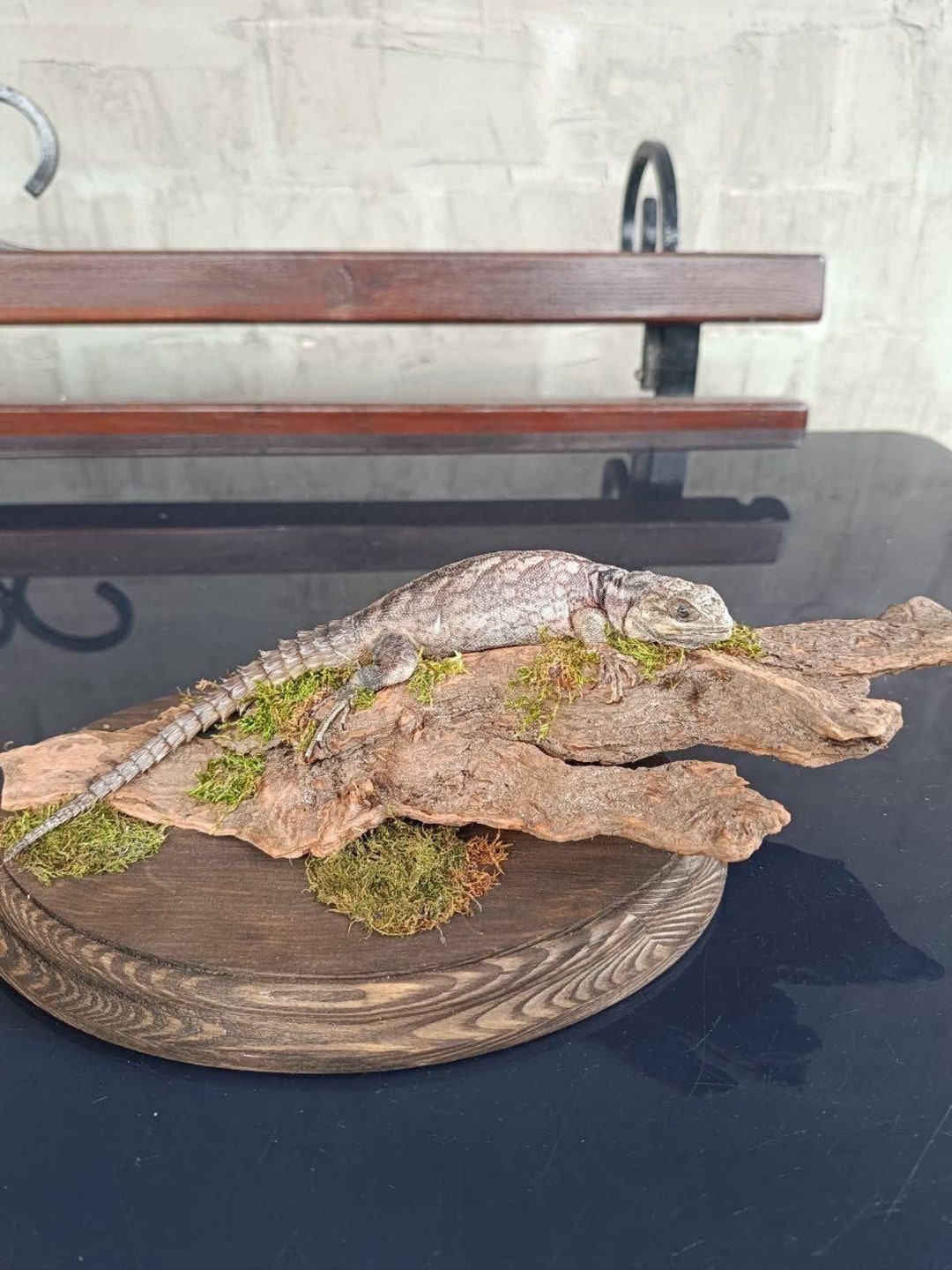 Spiny Tailed Lizard Taxidermy Stand Mount - Etsy