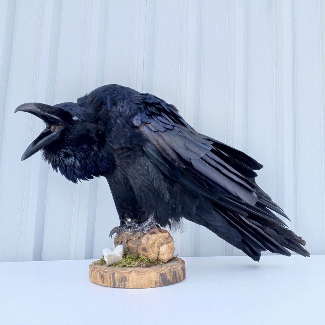 Raven Taxidermy Bird Real Stuffed Stand Mount Animal Gothic Tattoo ...