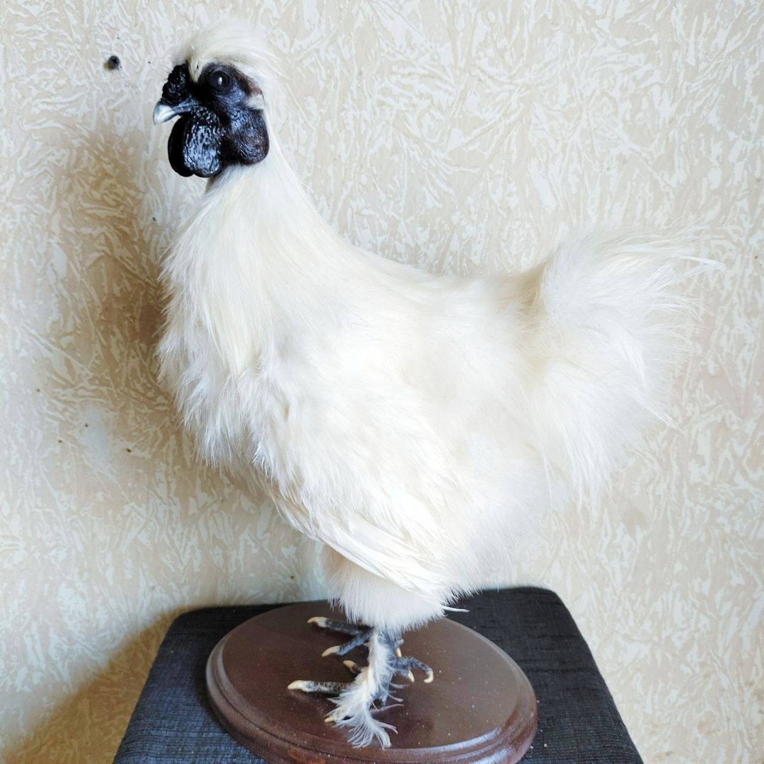 Chinese Silk Chicken Hen Taxidermy Stand Mount - Etsy