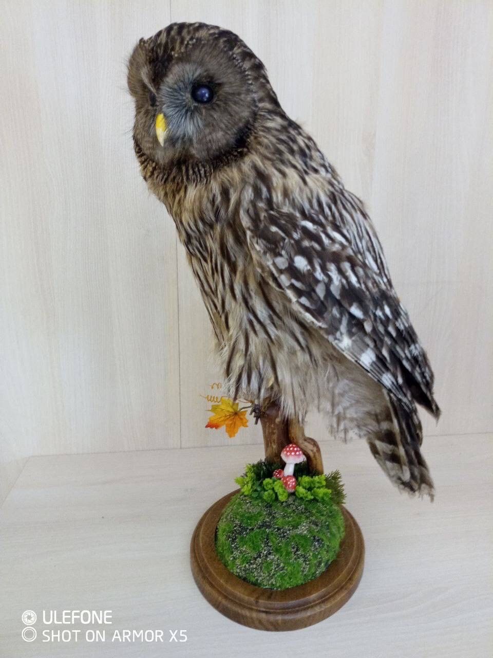 Ural Owl Strix Uralensis Taxidermy Stand Mount - Etsy