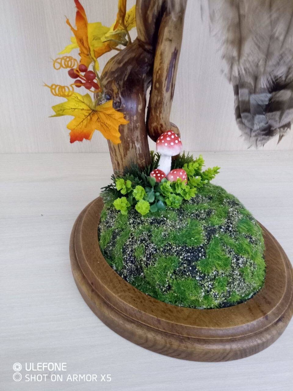 Ural Owl Strix Uralensis Taxidermy Stand Mount - Etsy