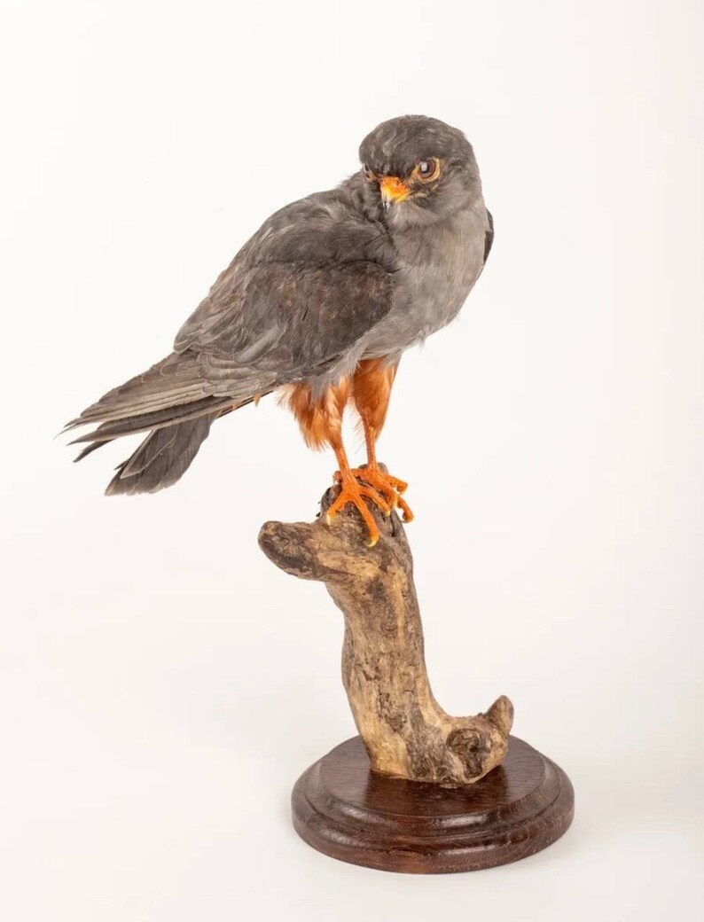 Red-footed Falcon Falco Vespertinus Taxidermy Stand Mount3 - Etsy