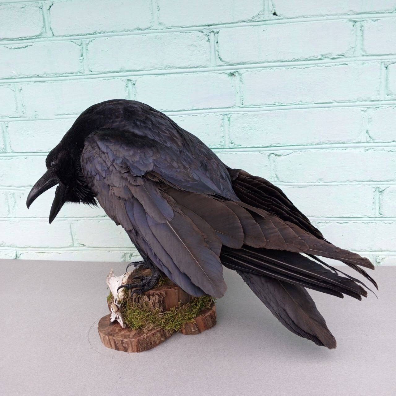 Blind Raven With Scar Taxidermy Bird Real Stuffed Stand Mount Animal ...