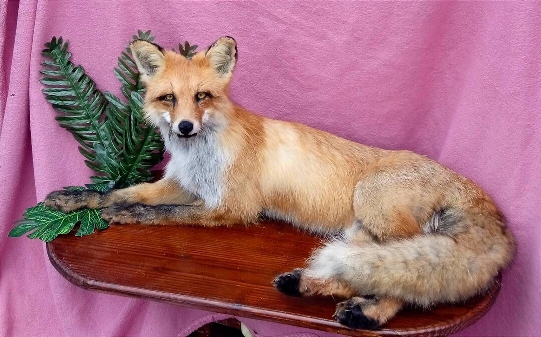 Red Fox vulpes Vulpes Taxidermy Stand Mount Life Size 3 - Etsy