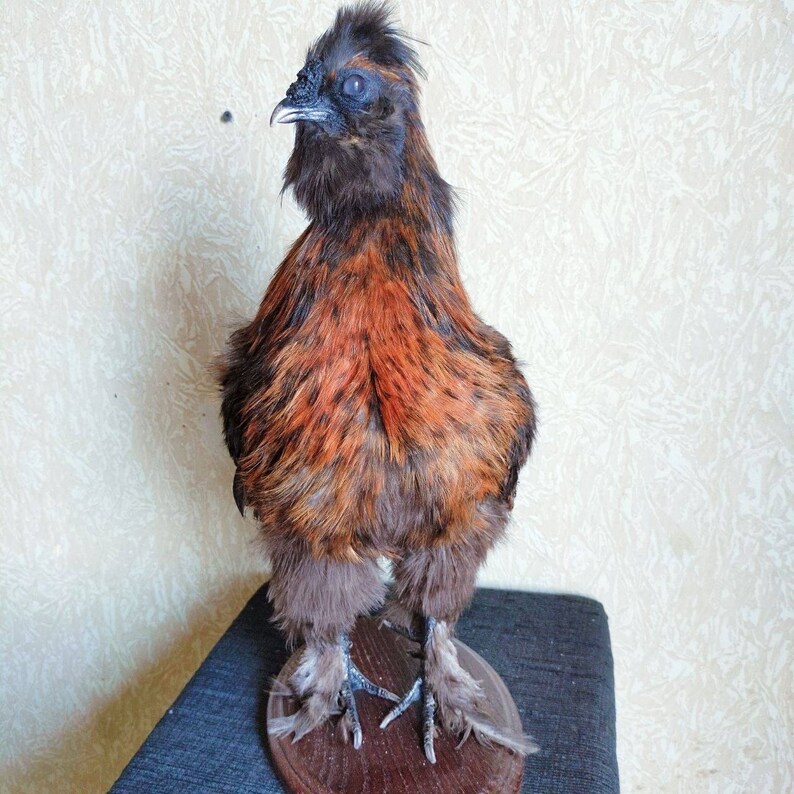 Chinese Silk Chicken Hen Taxidermy Stand Mount - Etsy