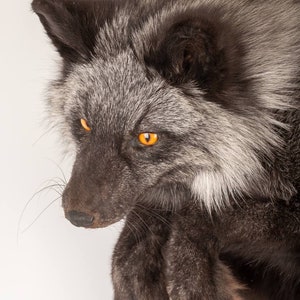 Silver Fox vulpes Vulpes Taxidermy Wall Mount Life Size8 - Etsy
