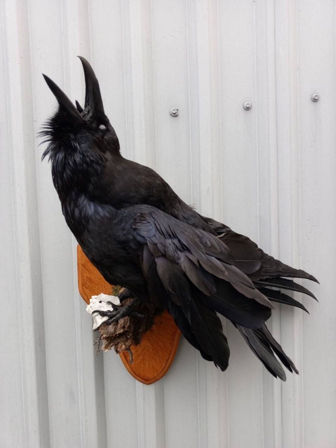 Raven Taxidermy Bird Real Stuffed Wall Mount Animal Gothic - Etsy
