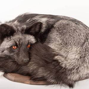 Silver Fox vulpes Vulpes Taxidermy Stand Mount Life Size9 - Etsy
