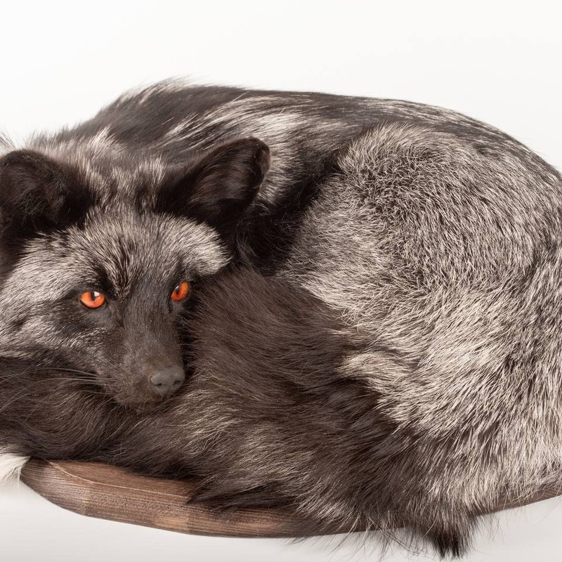 Taxadermy Foxes - Etsy UK