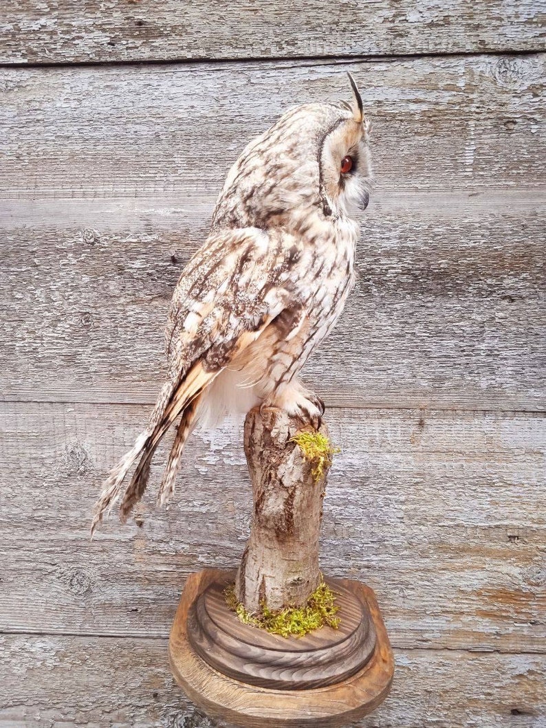 Long Eared Owl Asio Otus Taxidermy Stand Mount - Etsy