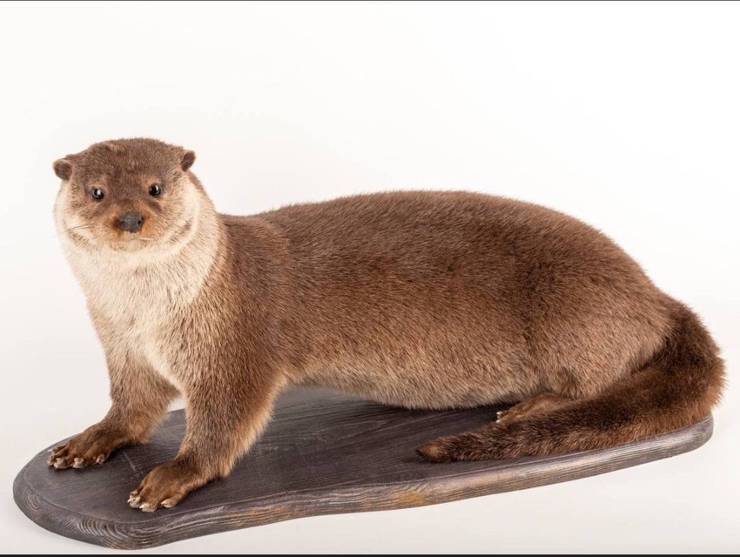 European River Otter lutra Lutra Taxidermy Stand Mount4 - Etsy
