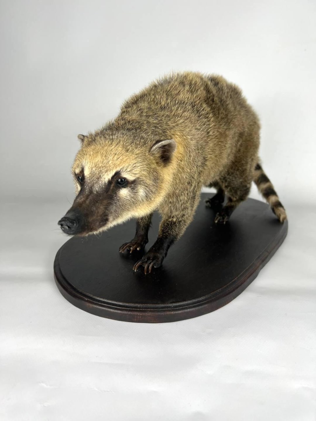 Coati (nasua Nasua) Taxidermy Stand Mount - Etsy