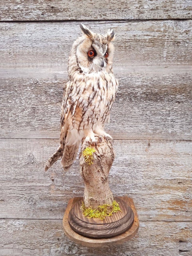 Long Eared Owl Asio Otus Taxidermy Stand Mount - Etsy