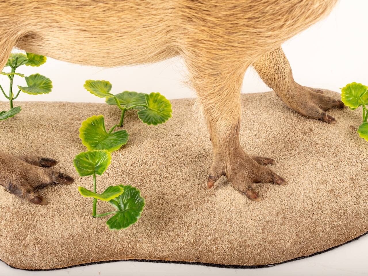 Greater Capybara hydrochoerus Hydrochaeris Taxidermy Stand Mount3 - Etsy