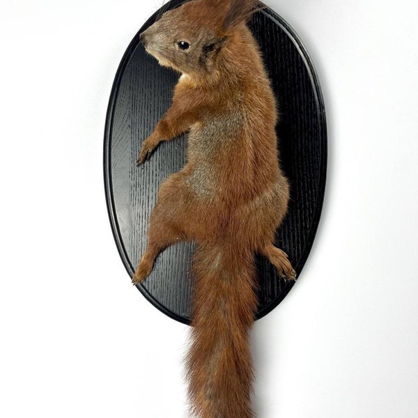 Animal Mount - Etsy UK