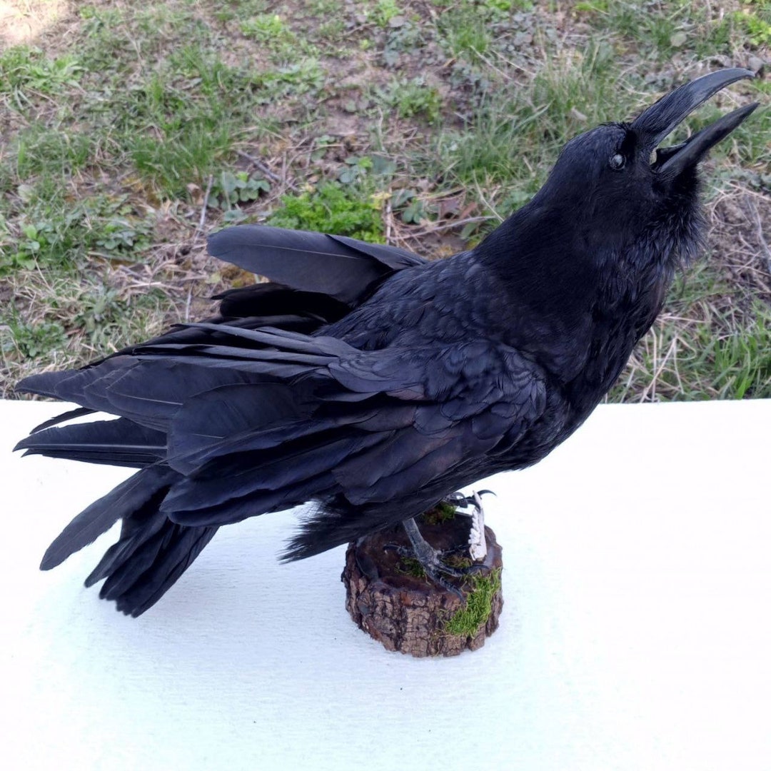 Blind Raven With Scar Taxidermy Bird Real Stuffed Stand Mount Animal ...