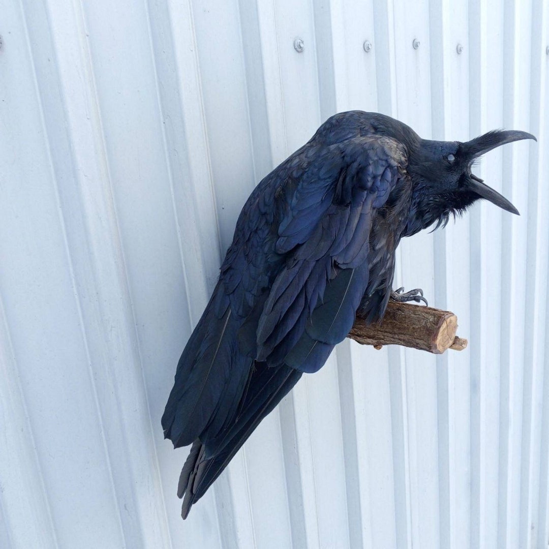 Raven Taxidermy Bird Real Stuffed Wall Mount Animal Gothic Tattoo ...