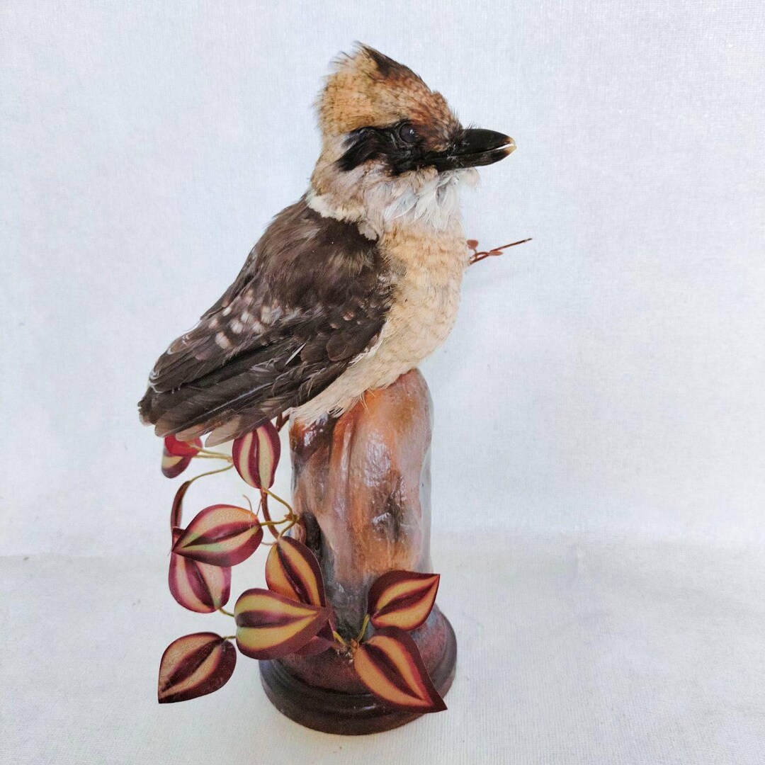 Large Kingfisher (dacelo) Taxidermy Stand Mount - Etsy