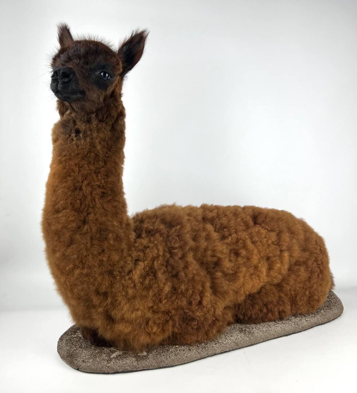 Alpaca (lama Pacos) Taxidermy Stand Mount - Etsy