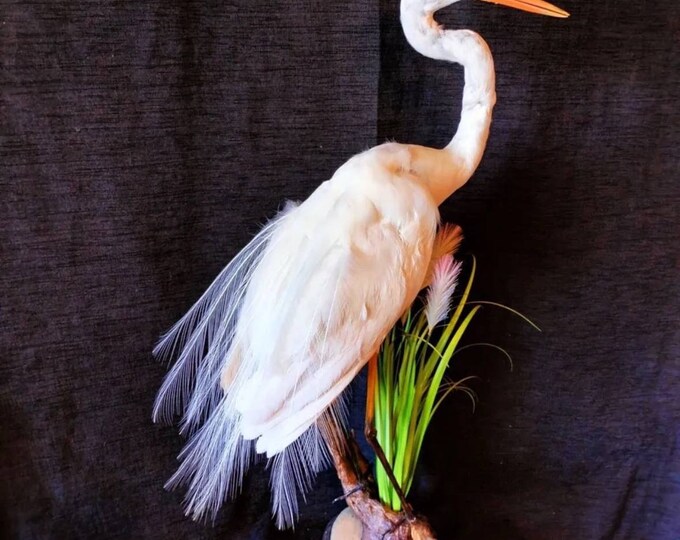 Great Egret ardea Alba Taxidermy Stand Mount - Etsy