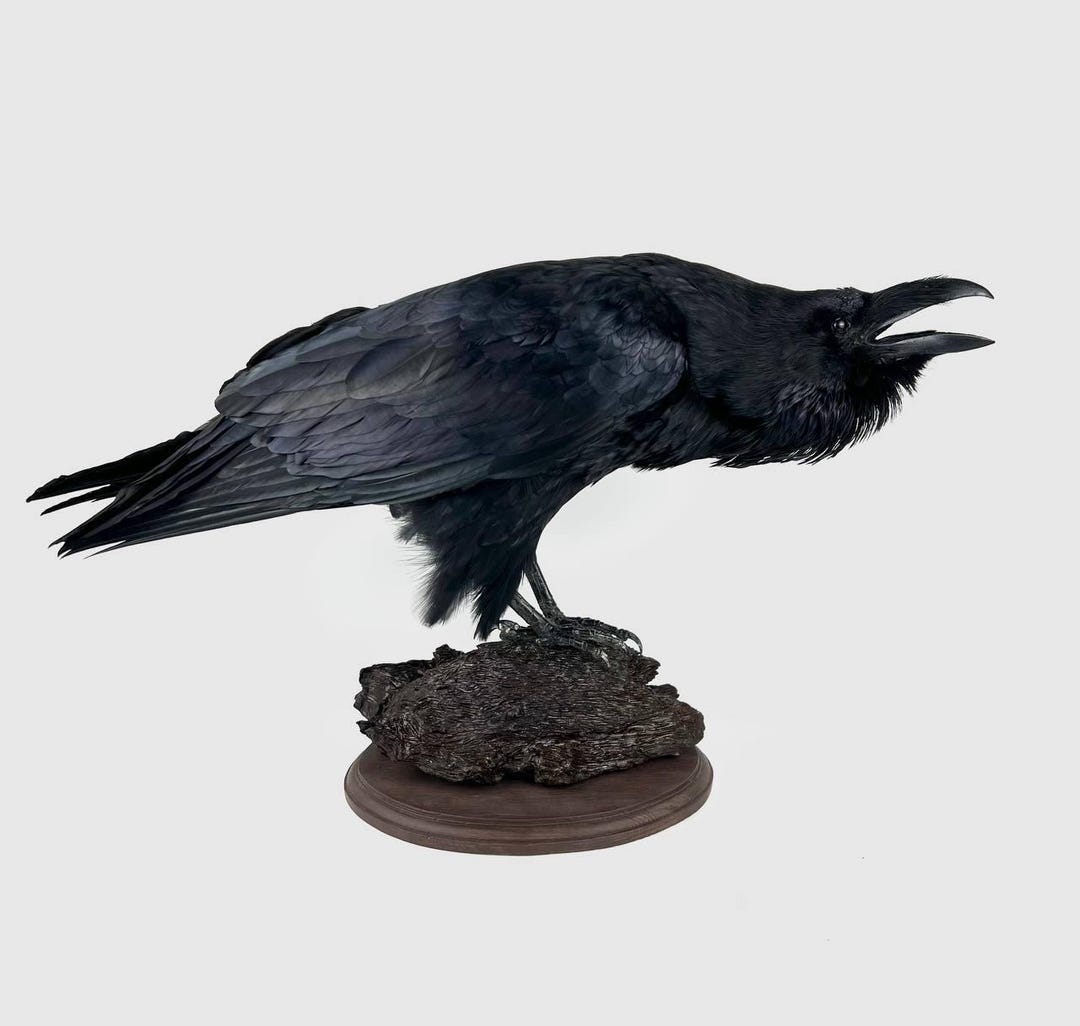 Raven Taxidermy Bird Real Stuffed Stand Mount Animal Gothic Tattoo ...