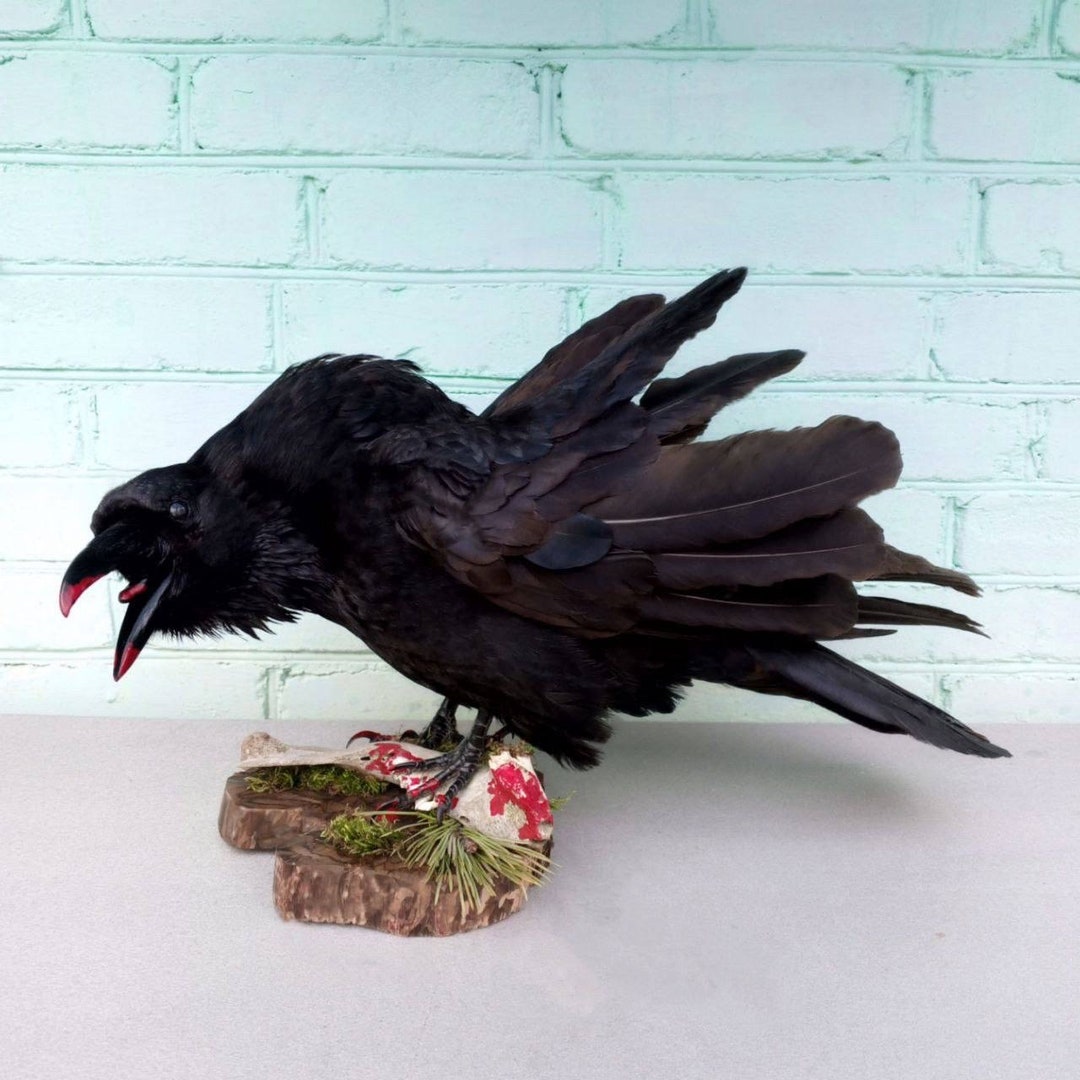 Blind Raven With Scar Taxidermy Bird Real Stuffed Stand Mount Animal ...