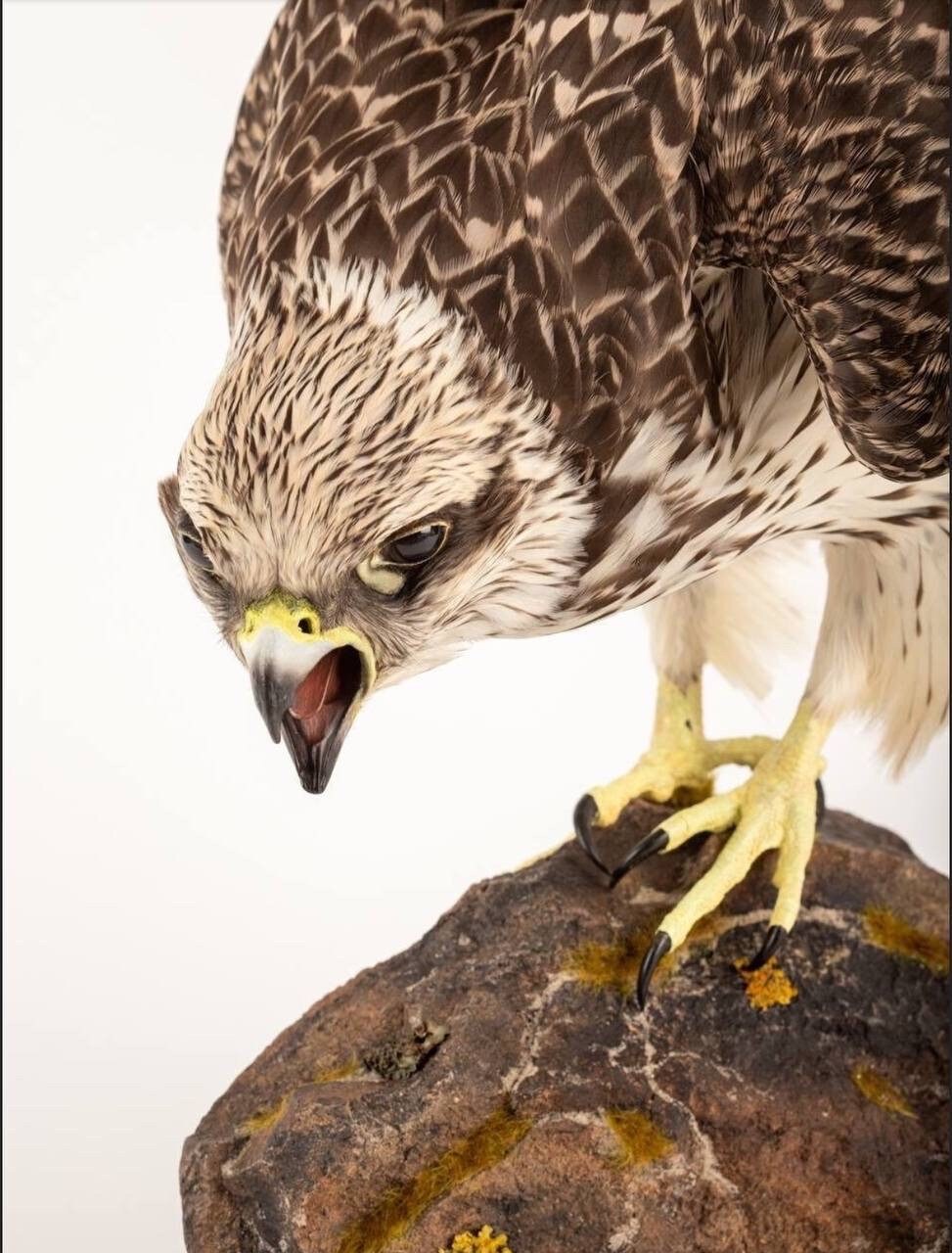 Gyrfalcon falco Rusticolus Taxidermy Stand Mount - Etsy
