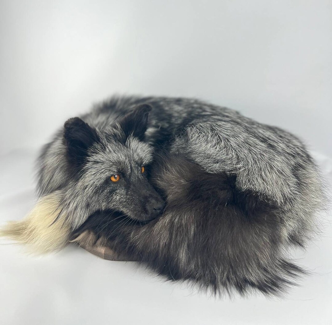Silver Fox vulpes Vulpes Taxidermy Stand Mount Life Size10 - Etsy