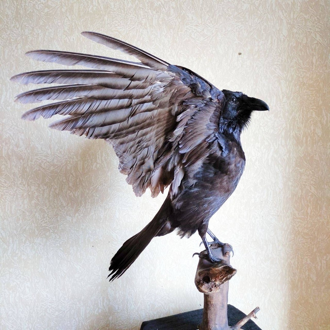 Raven Taxidermy Bird Real Stuffed Stand Mount Animal Gothic Tattoo ...