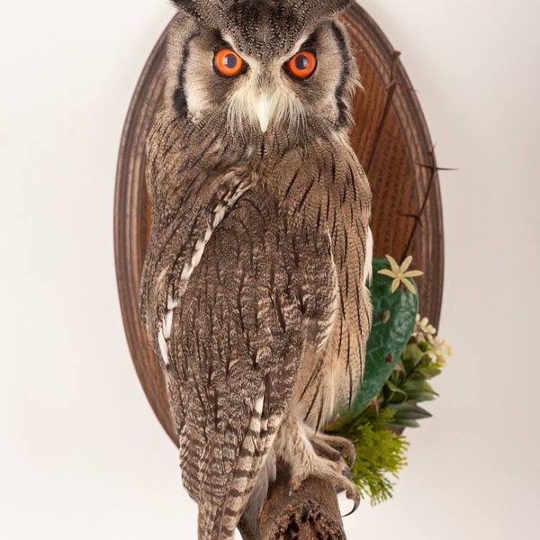 Taxidermy Owl - Etsy