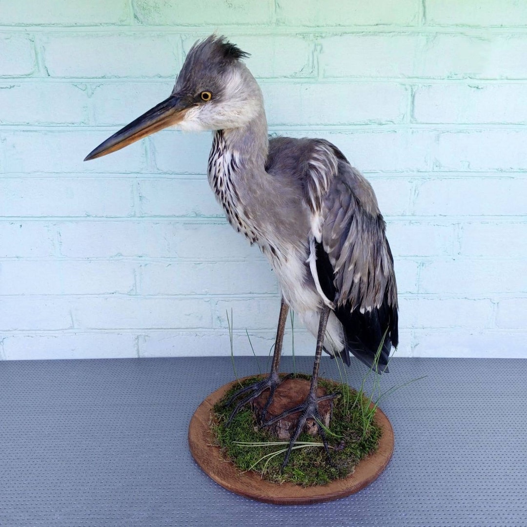 Gray Heron (ardea Cinerea) Taxidermy Stand Mount - Etsy UK