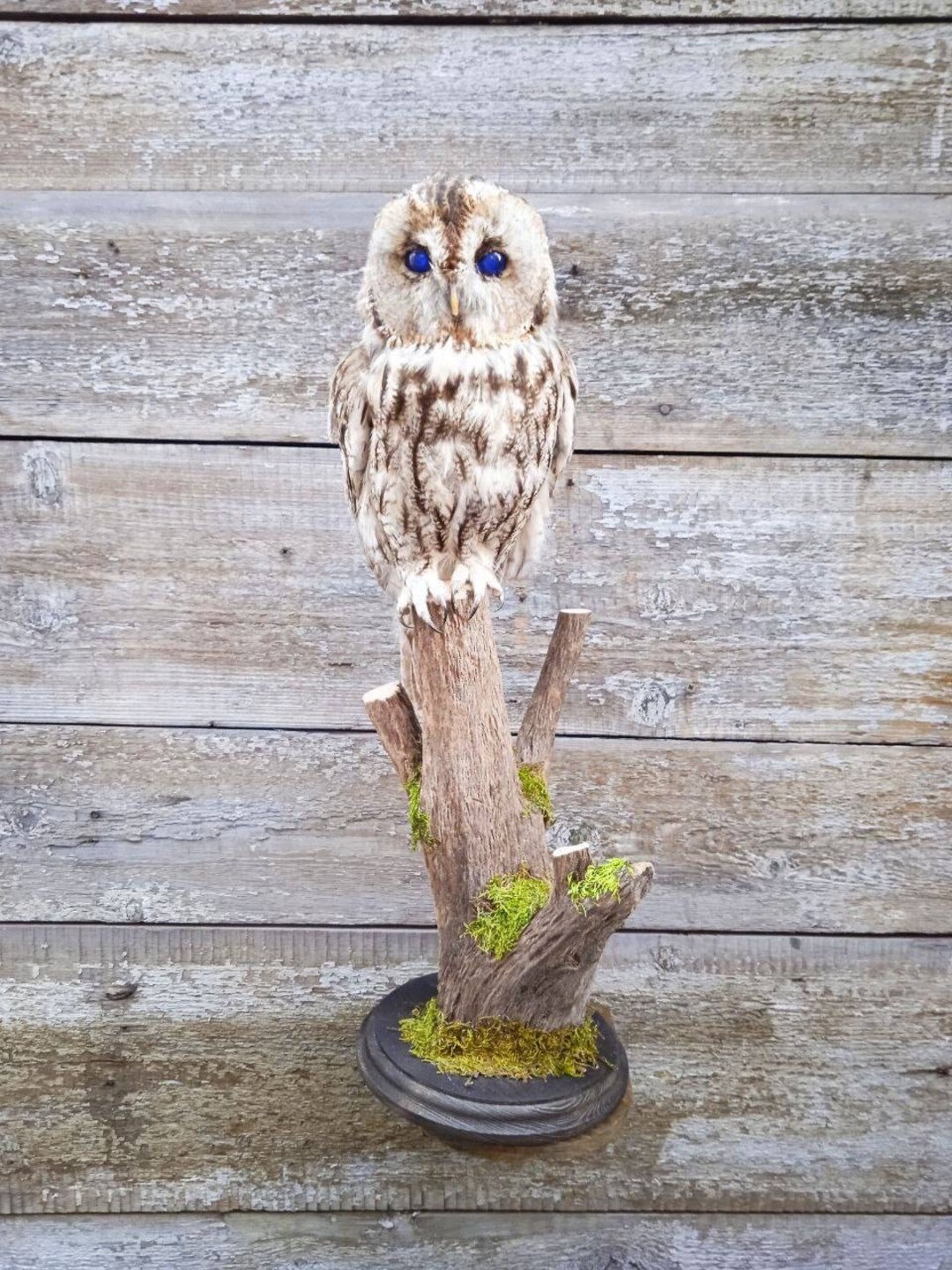 Tawny Owl strix Aluco Taxidermy Stand Mount - Etsy