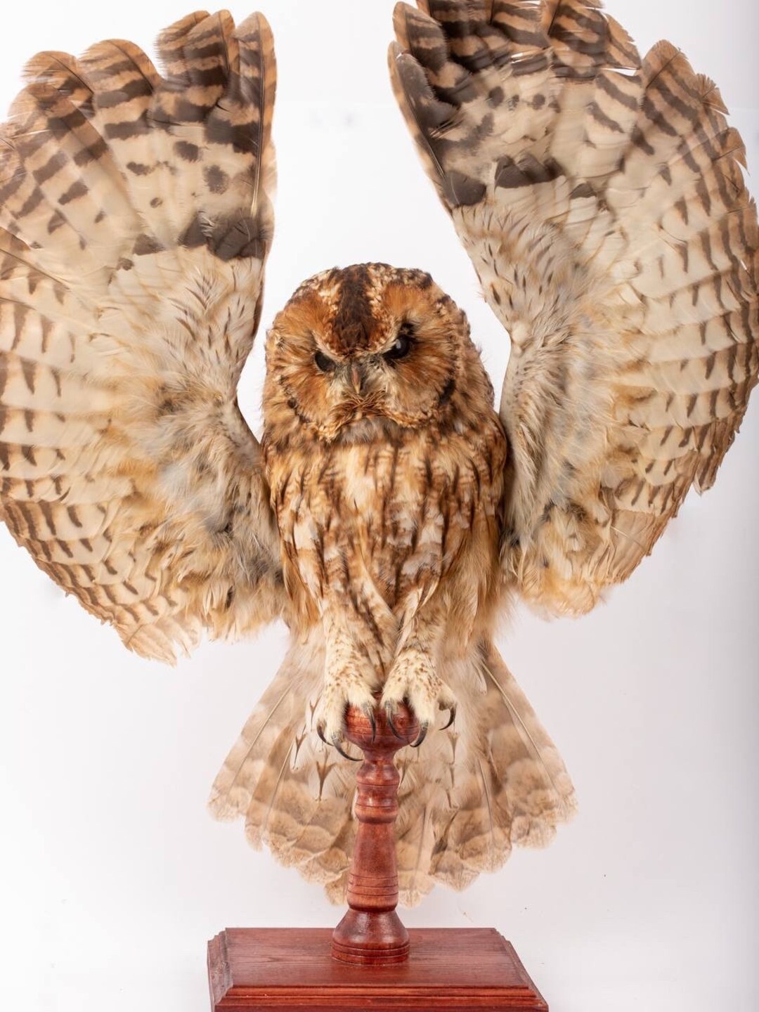Tawny Owl strix Aluco Taxidermy Stand Mount8 - Etsy