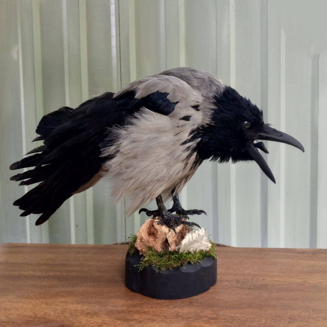 Hooded Crow corvus Cornix Taxidermy Stand Mount Eurasian Raven Gothic42 ...