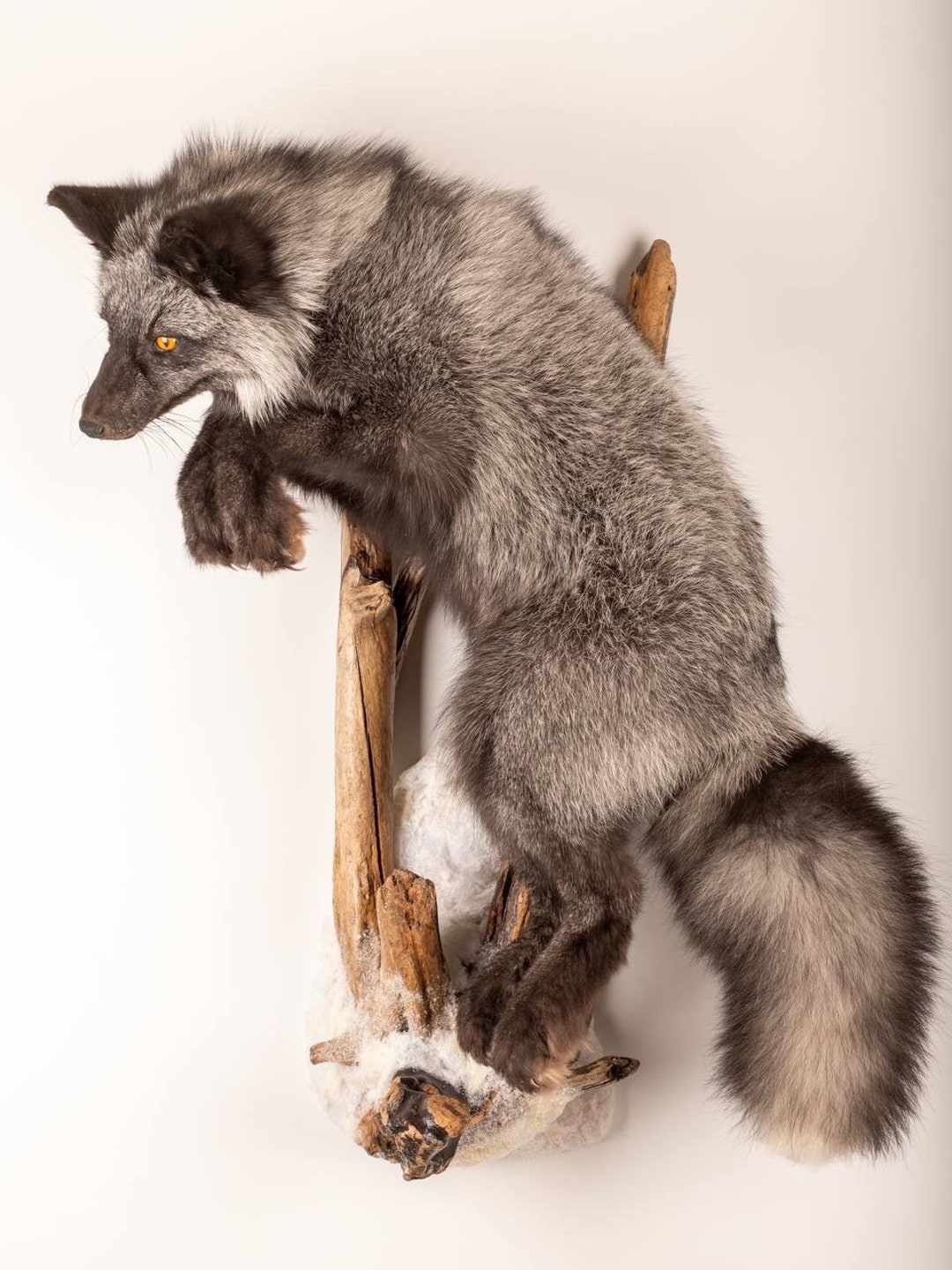 Silver Fox vulpes Vulpes Taxidermy Wall Mount Life Size8 - Etsy