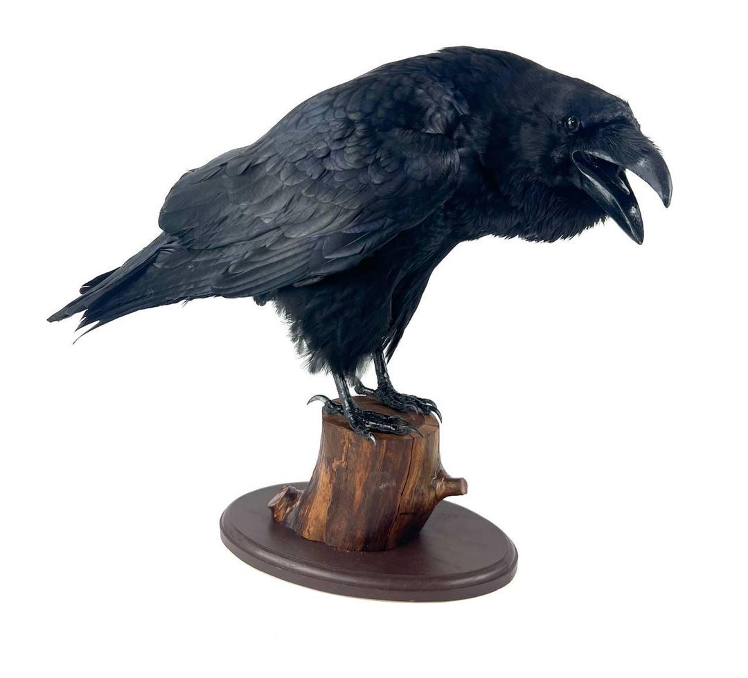 Raven Crow Bird Real Animal Stuffed Taxidermy Stand Mount Eurasian ...