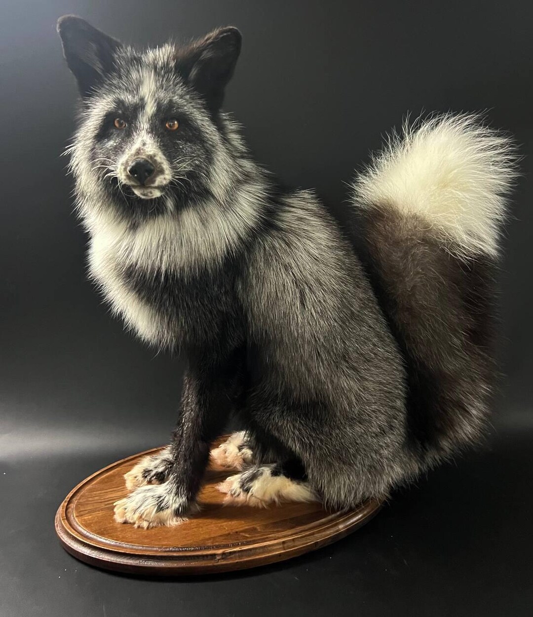 Silver Fox (vulpes Vulpes) Taxidermy Stand Mount Life Size - Etsy UK