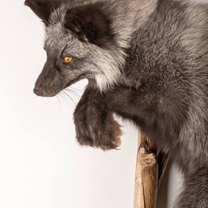 Silver Fox vulpes Vulpes Taxidermy Wall Mount Life Size8 - Etsy