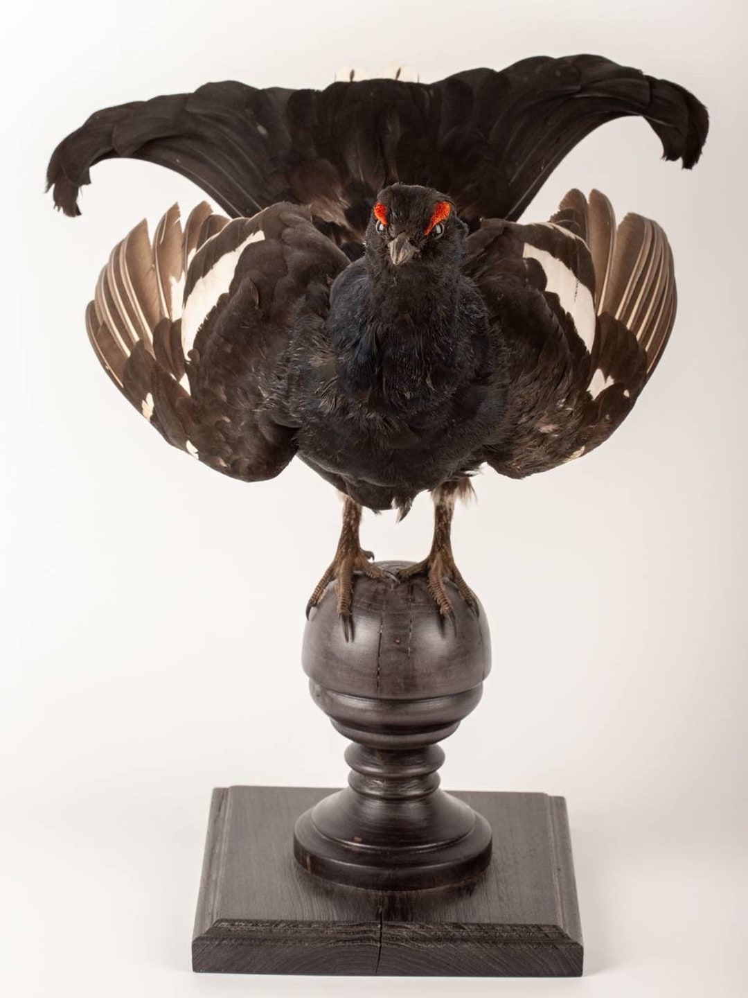Black Grouse (lyrurus Tetrix) Taxidermy Stand Mount - Etsy