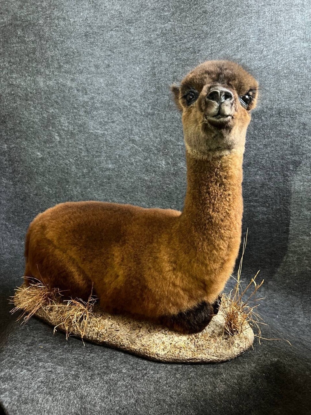 Baby Alpaca Taxidermy Stand Mount - Etsy