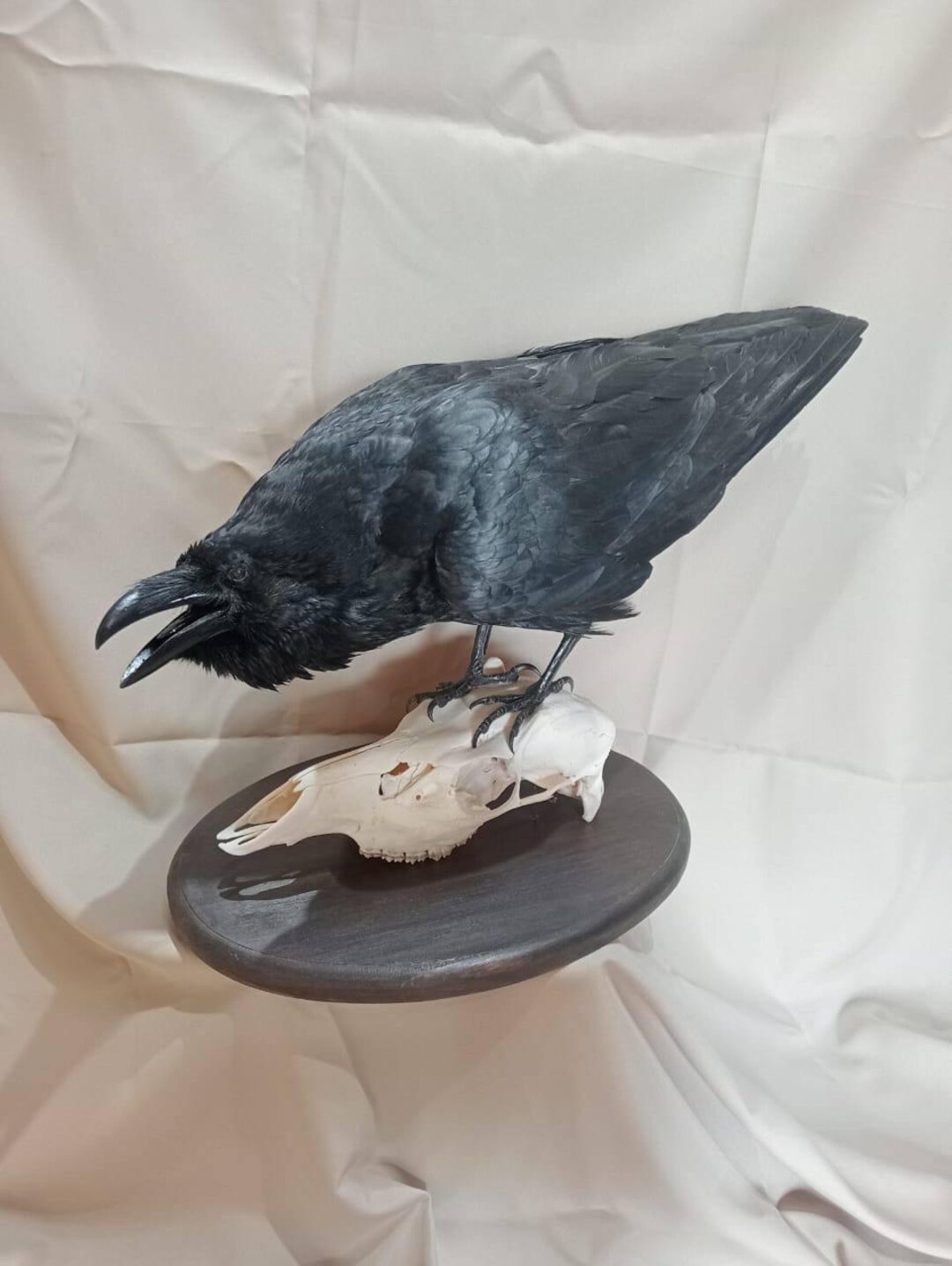 Raven Taxidermy Bird Real Stuffed Stand Mount Animal Gothic Tattoo ...