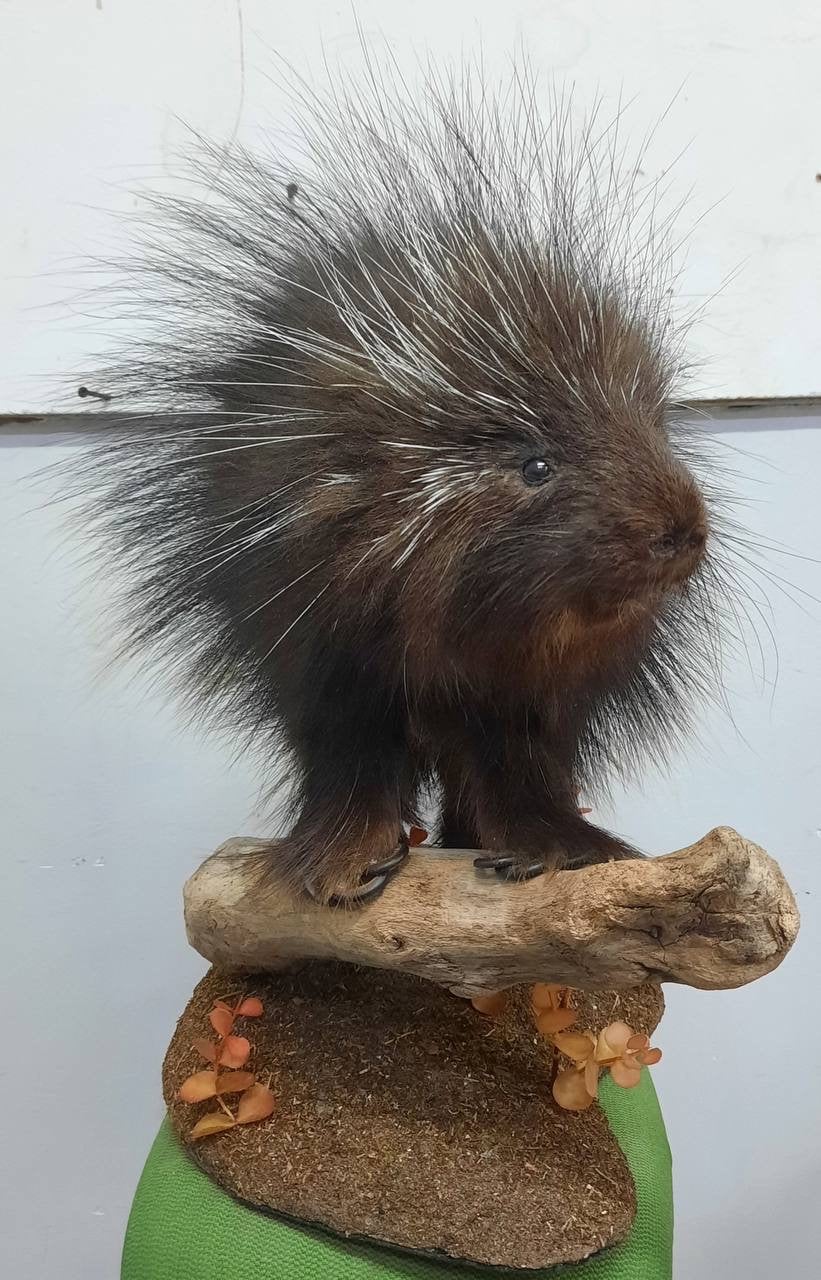 North American Porcupine erethizon Dorsatum Taxidermy Stand Mount - Etsy