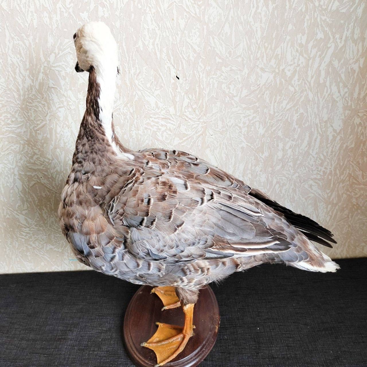 Emperor Goose anser Canagicus Taxidermy Stand Mount - Etsy