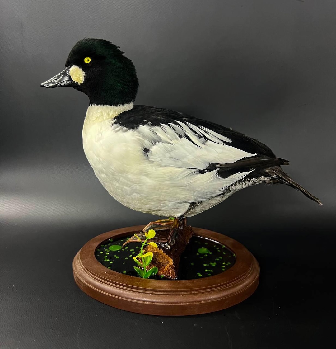 Common Goldeneye Duck (bucephala Clangula) Taxidermy Stand Mount - Etsy