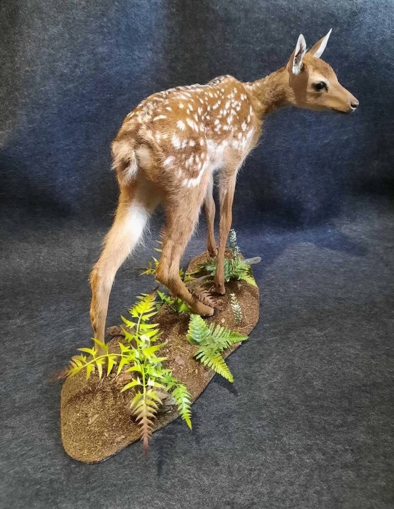 Museum Quality Real Deer Fawn Taxidermy Mount - Etsy